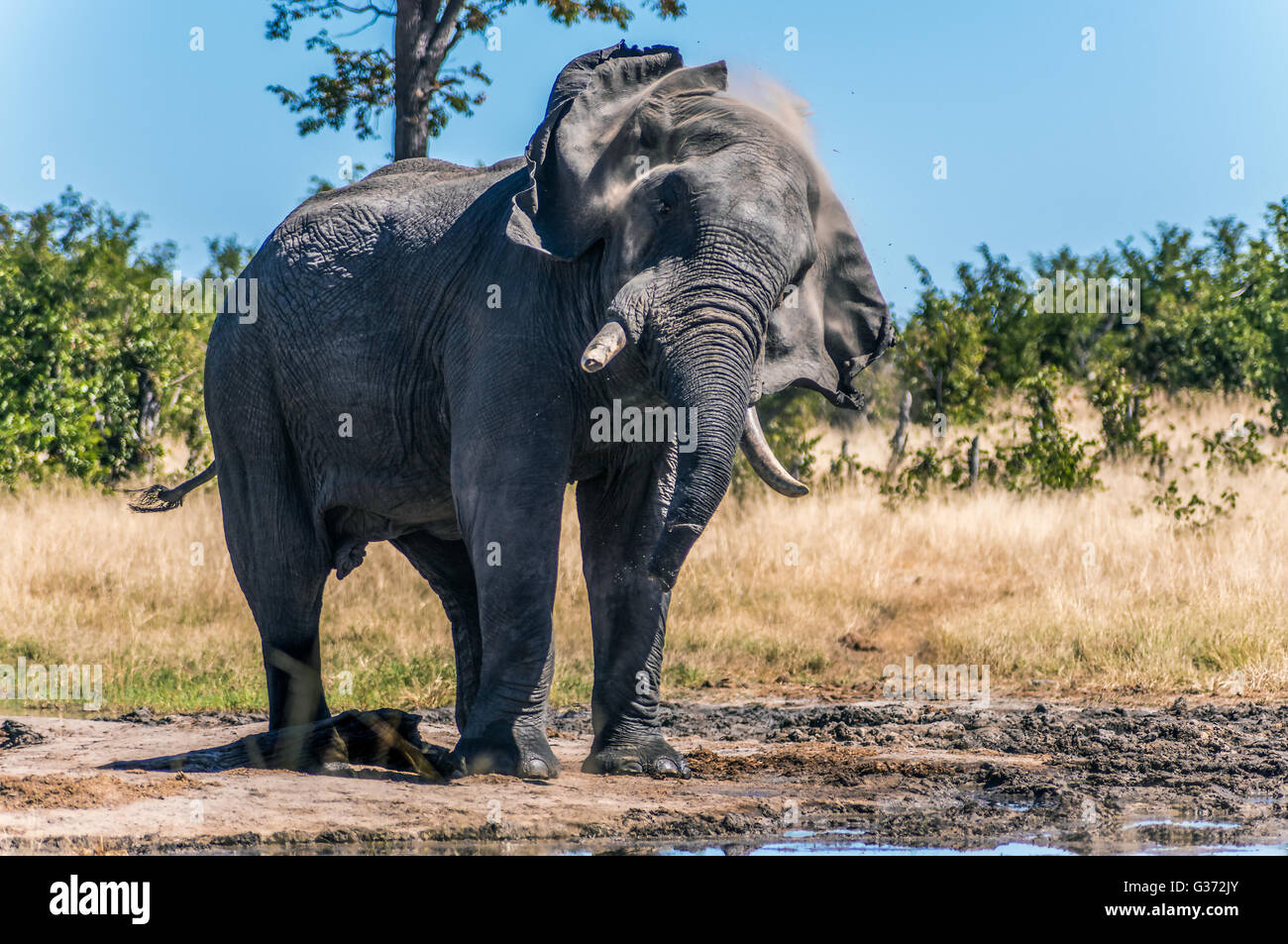 Shaking off dust hi-res stock photography and images - Alamy