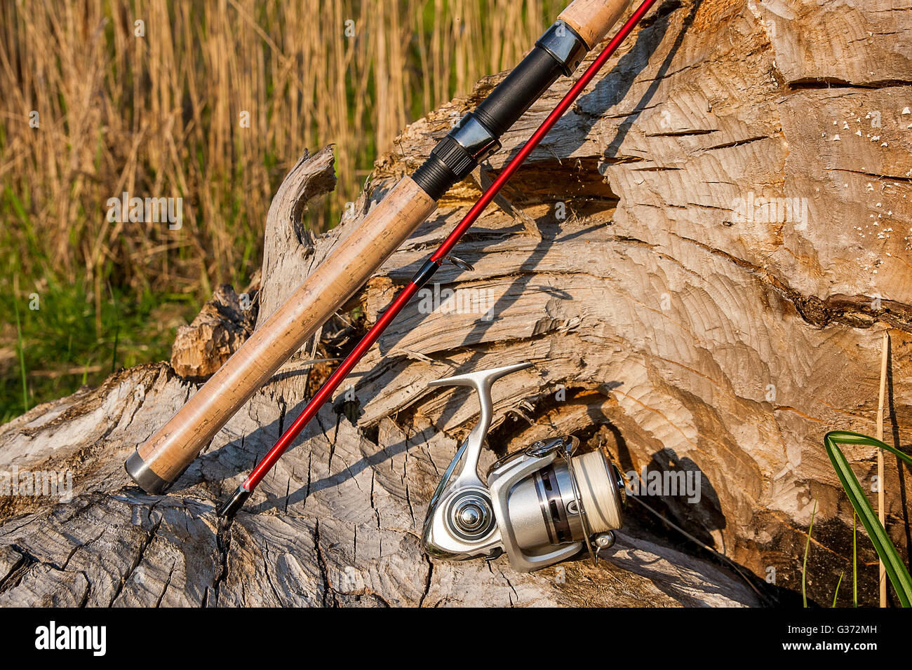 Fishing rod with fishing reel on the natural background. Spinning on ...
