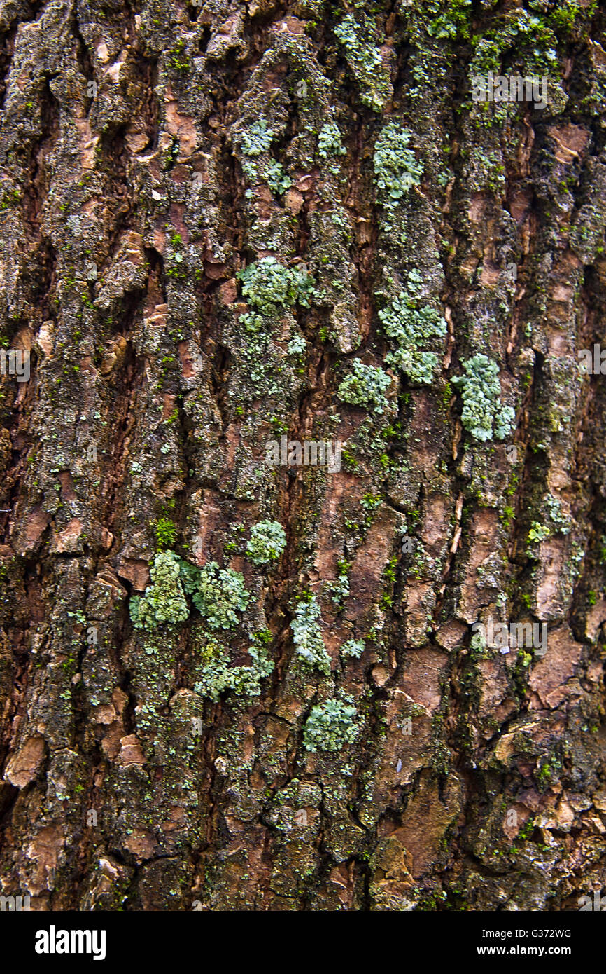 Close up view of brown tree bark with moss and fungus for background ...