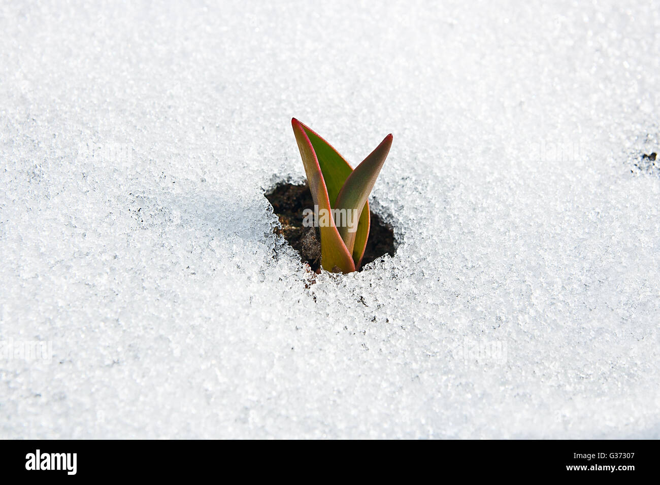 Early spring plants. Small tulip flower coming out from snow at spring ...