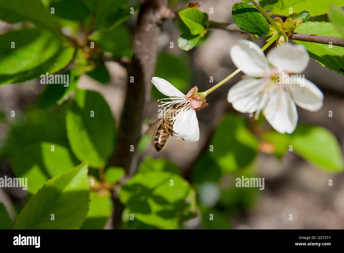 Close up view of bee collects nectar and pollen on a white blossoming ...