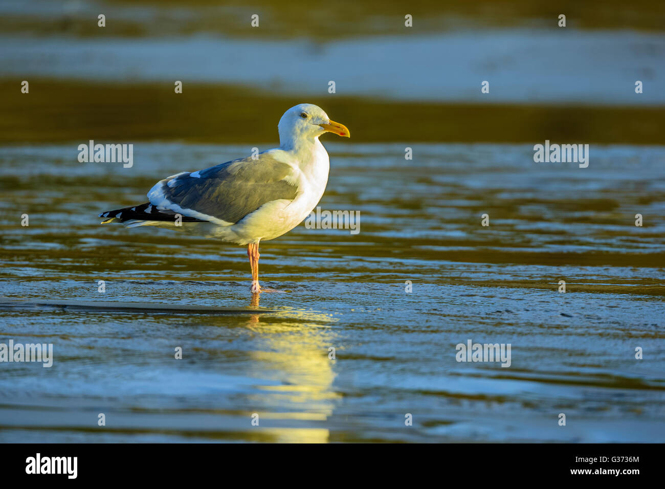 Seagull on Oregon Coast Stock Photo - Alamy