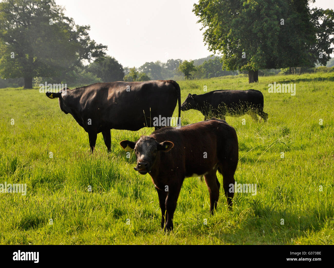 Three cows hi-res stock photography and images - Alamy