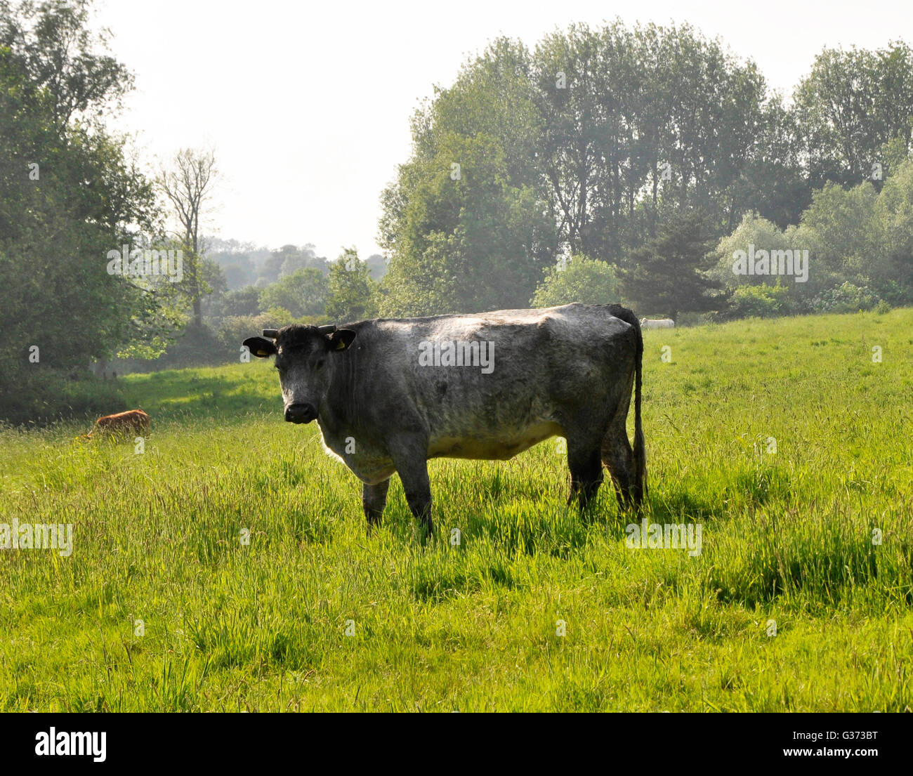 Grey cattle calves hi-res stock photography and images - Alamy