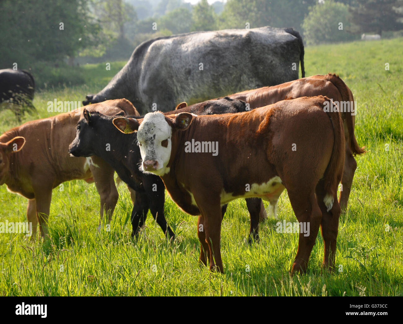 group of cattle Stock Photo - Alamy
