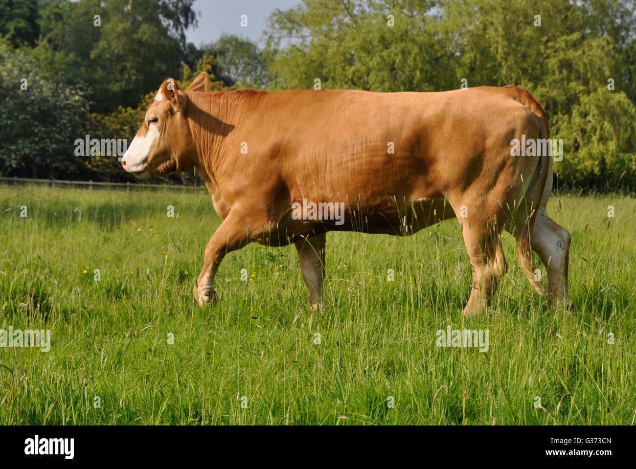 cow in field Stock Photo - Alamy