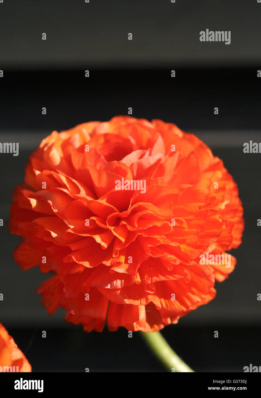 Ball ranunculus hi-res stock photography and images - Alamy