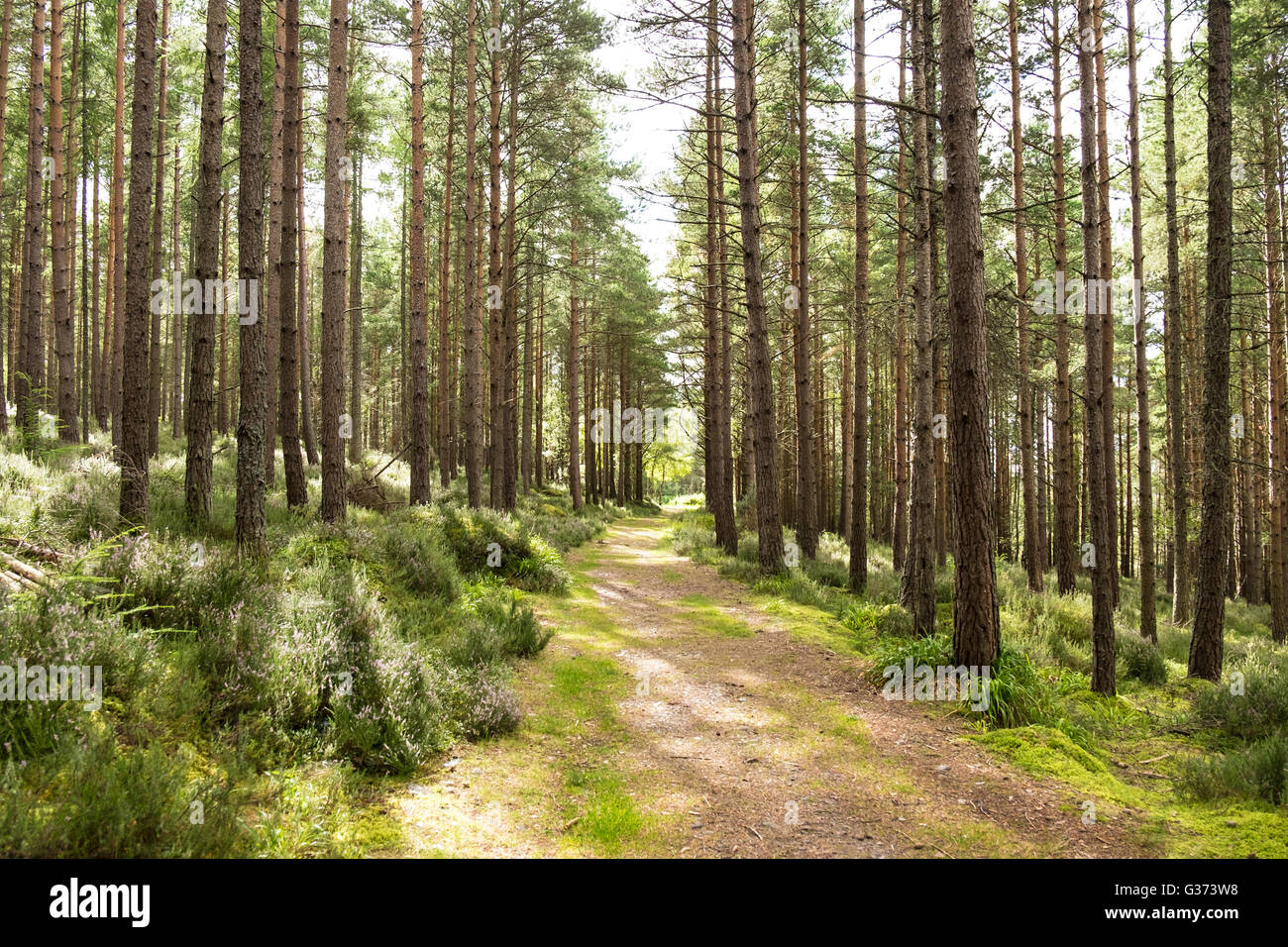 Scottish trees hi-res stock photography and images - Alamy