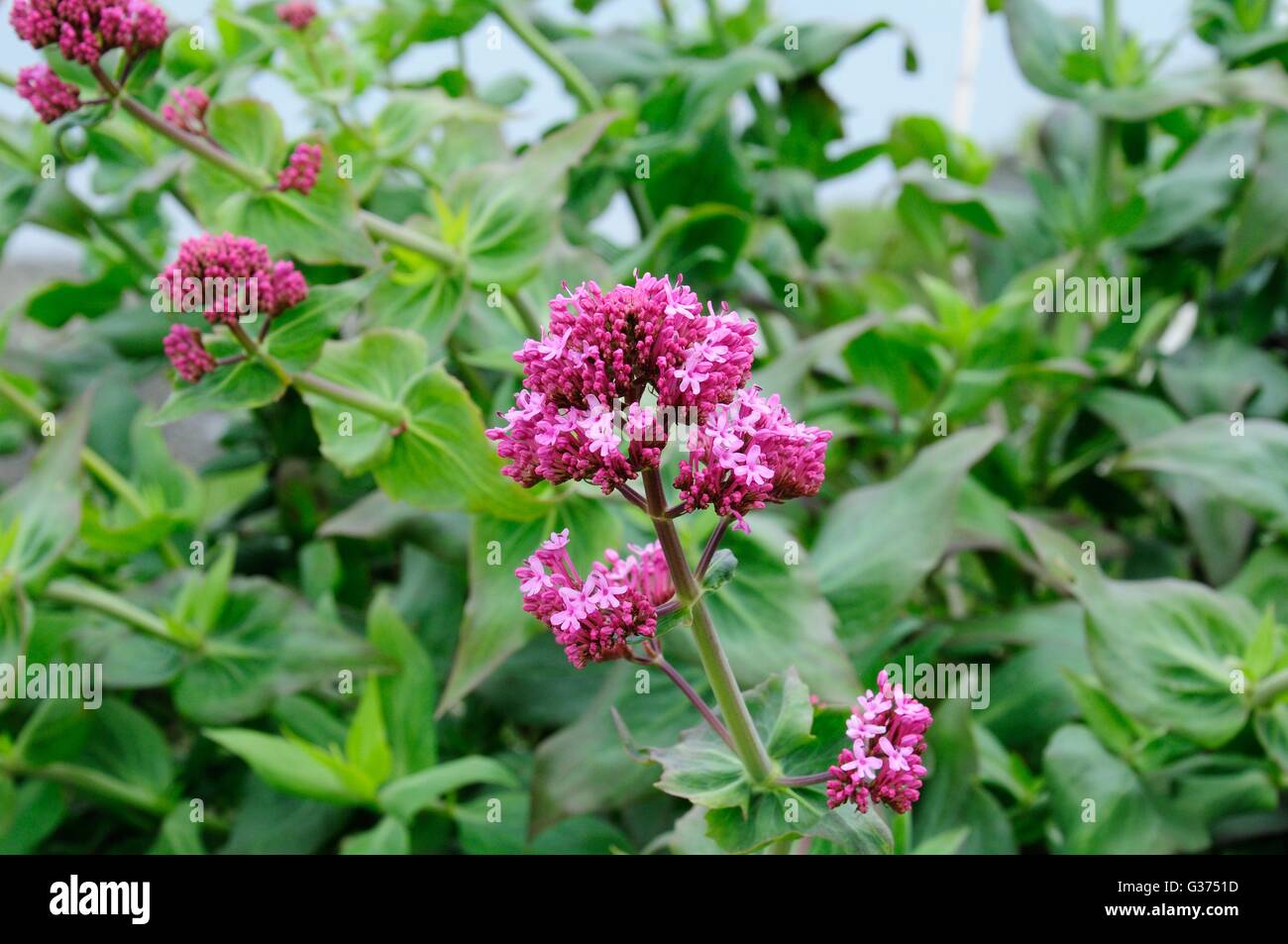 Red valerian flower hi-res stock photography and images - Alamy