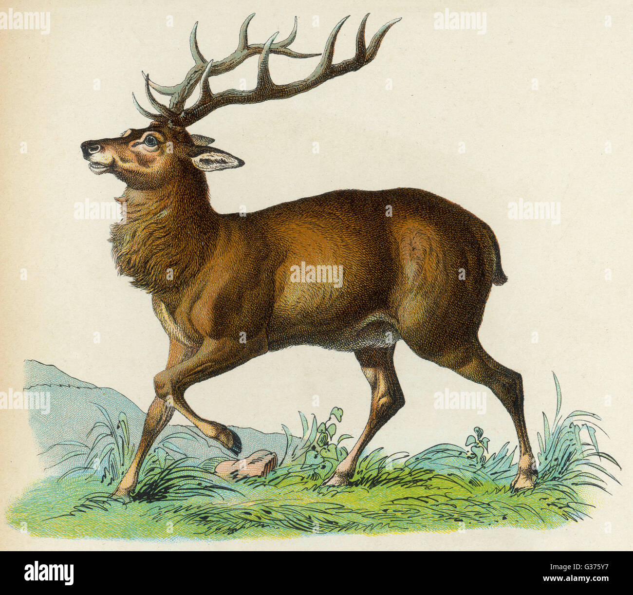 Stag stag hi-res stock photography and images - Alamy