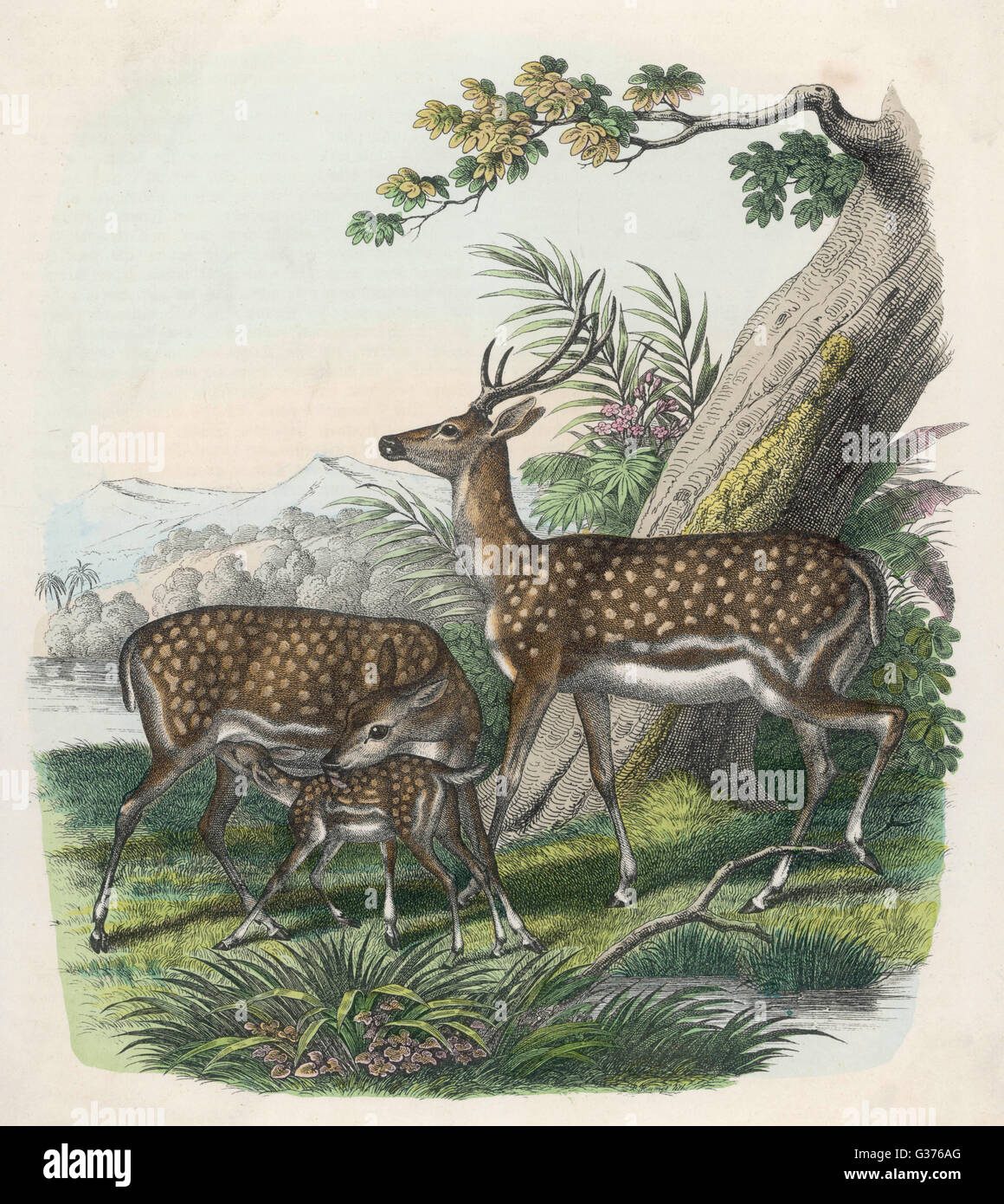 FALLOW DEER, GERMAN Stock Photo - Alamy