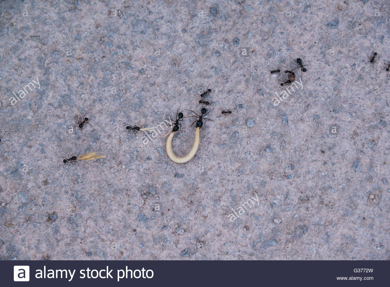 Ant And Seeds High Resolution Stock Photography and Images - Alamy