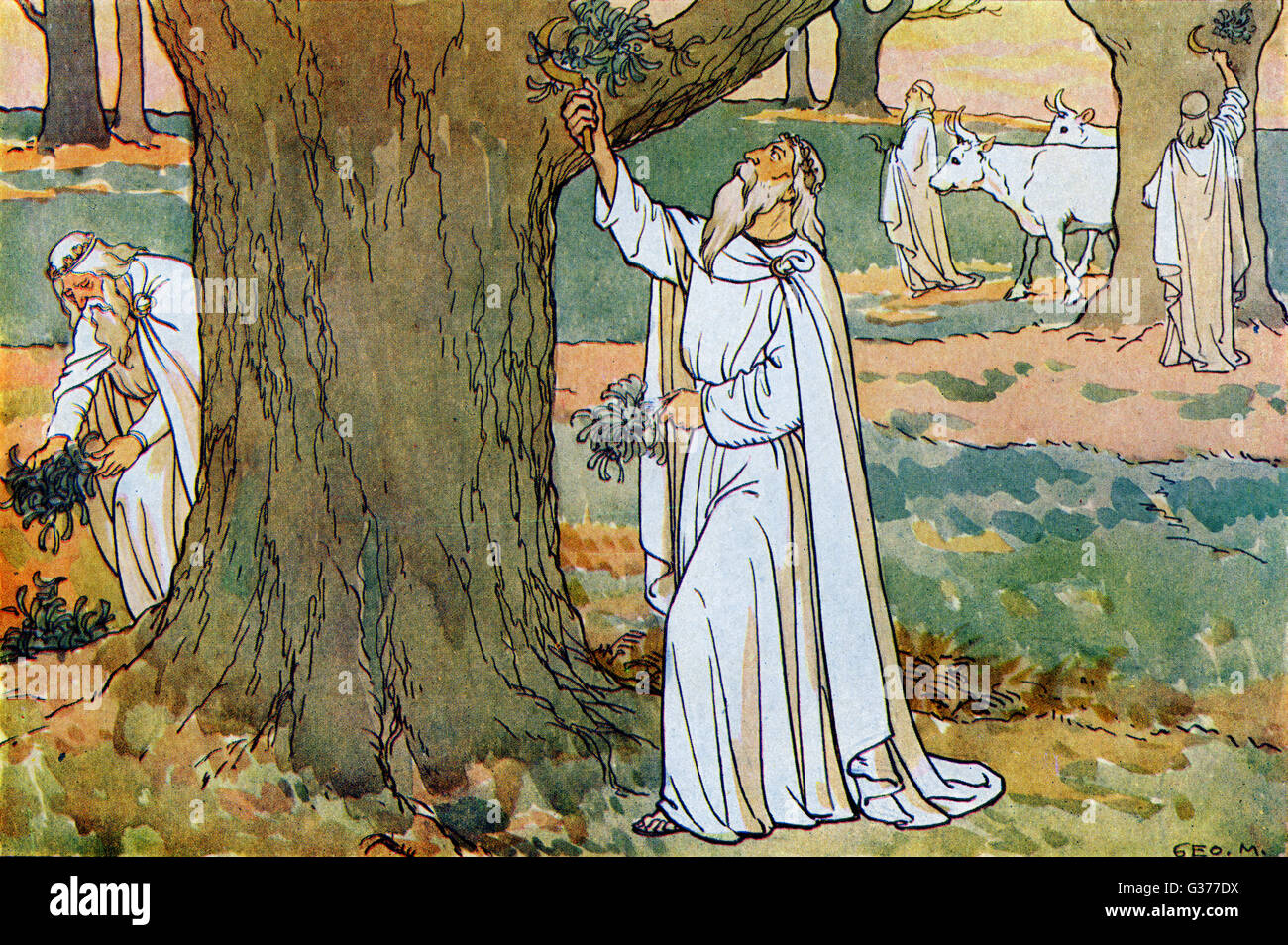 Druids (ancient Priests) collect mistletoe Stock Photo - Alamy