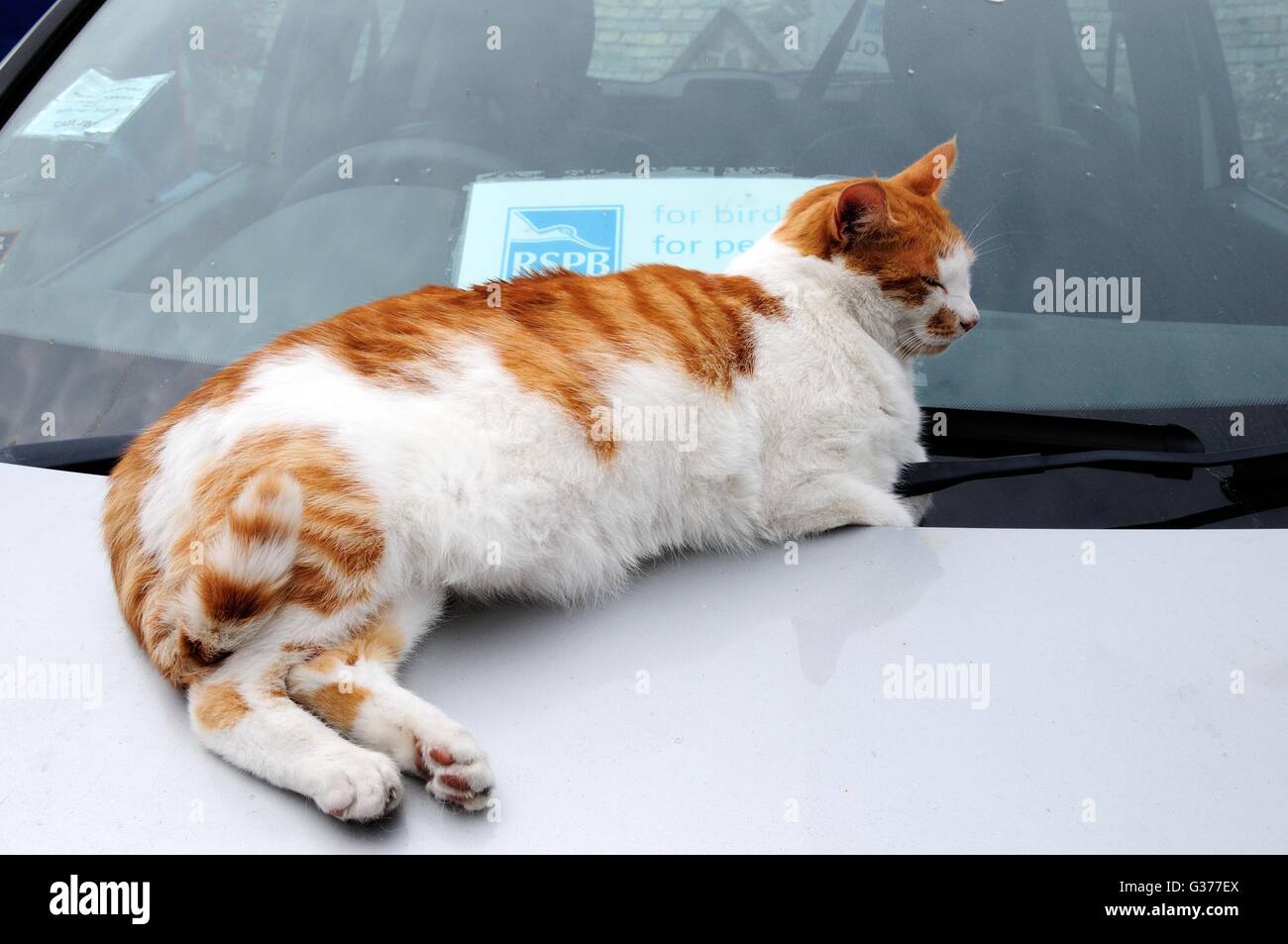 Ginger white cat hi-res stock photography and images - Alamy