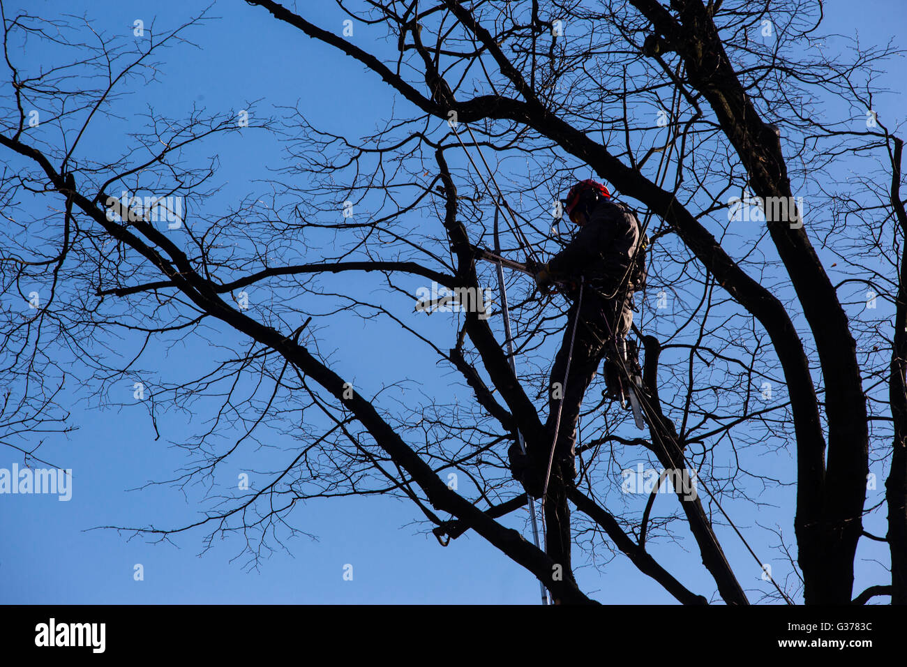 Man cutting down trimming tree hi-res stock photography and images - Alamy