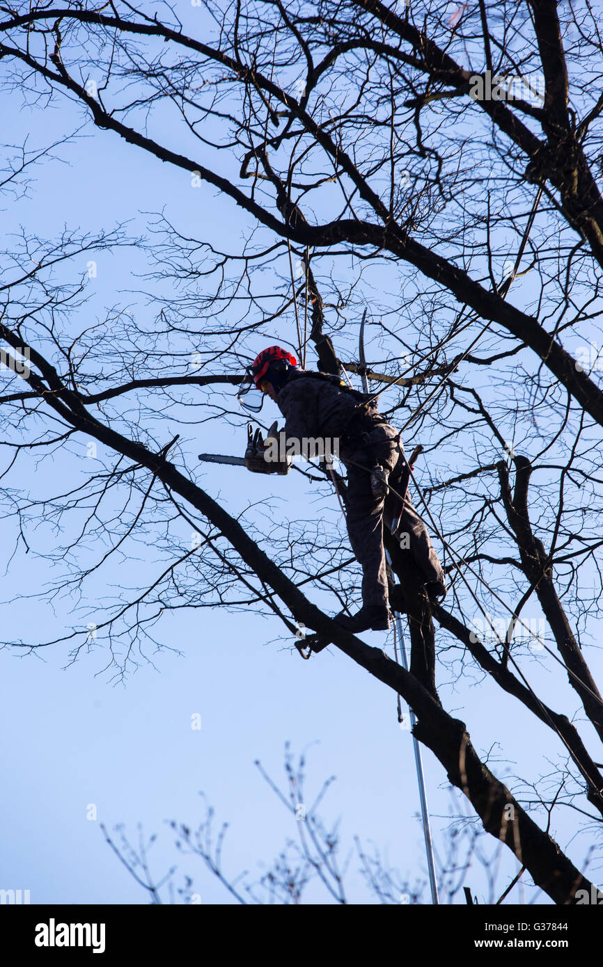 Trimming, cutting down trees, lumberjack Stock Photo - Alamy