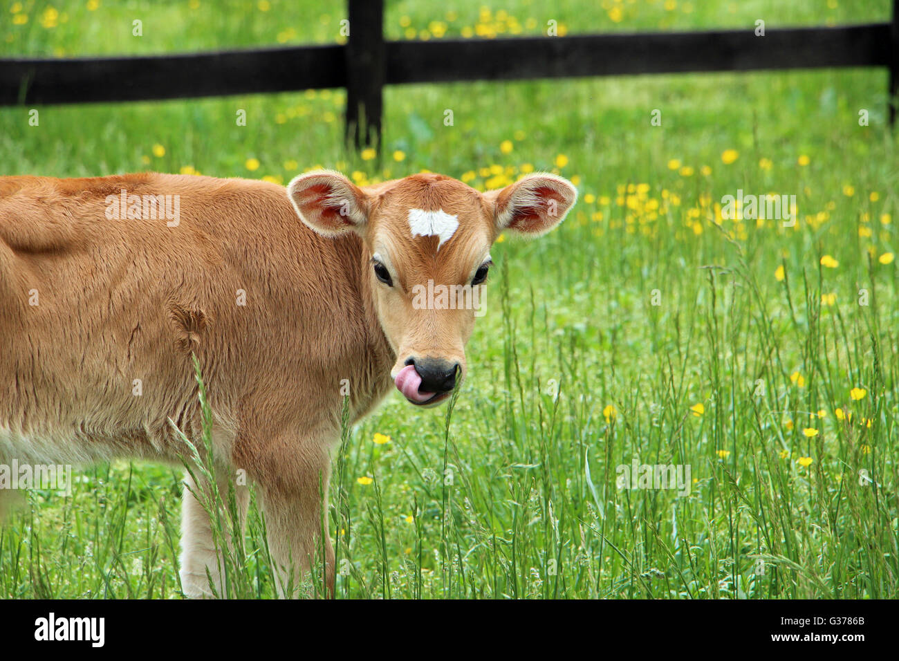Cute baby cow calf hi-res stock photography and images - Alamy