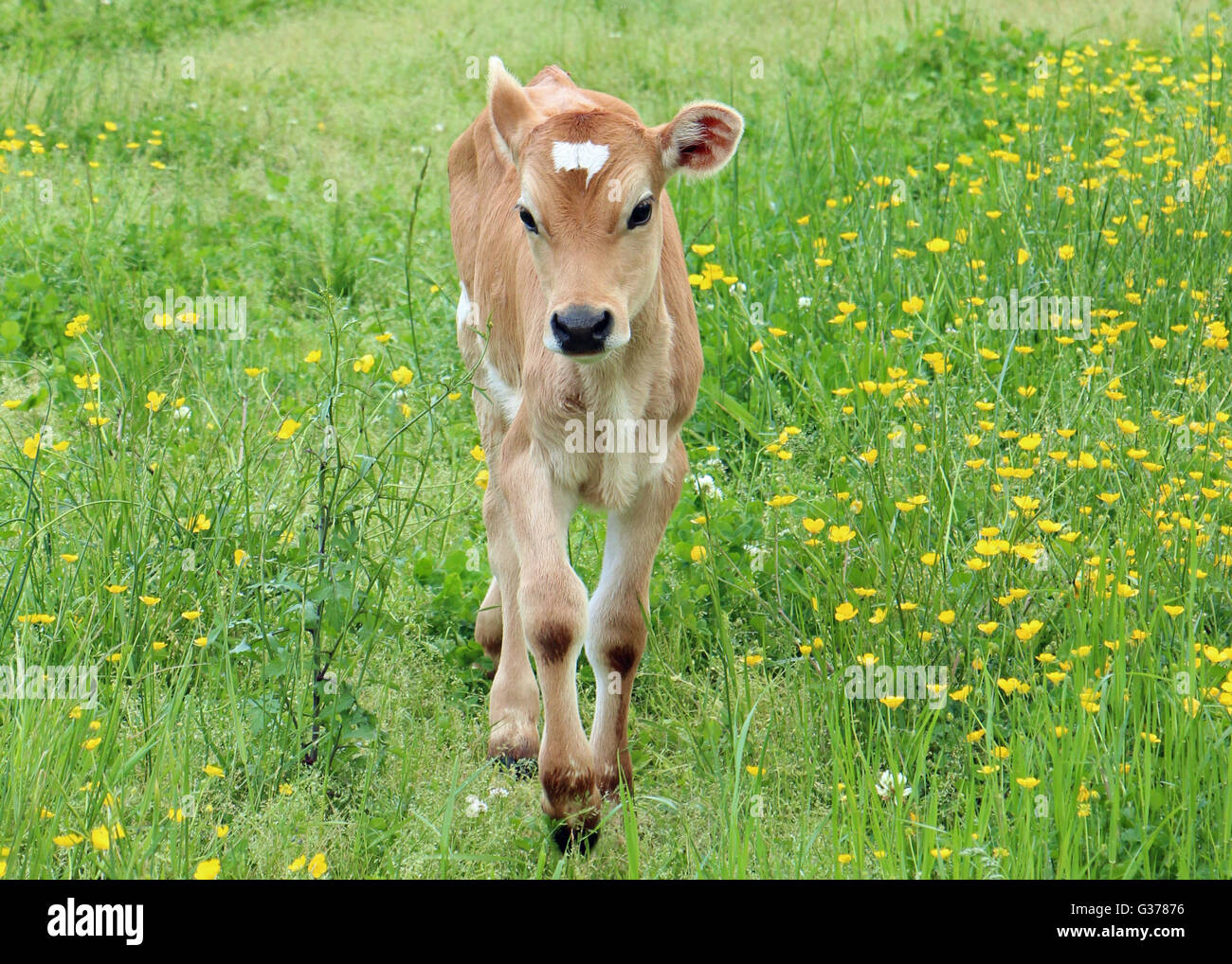 Baby cow hi-res stock photography and images - Alamy
