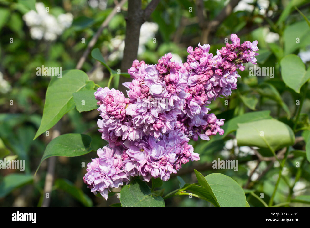 Red lilac in the spring garden Stock Photo - Alamy