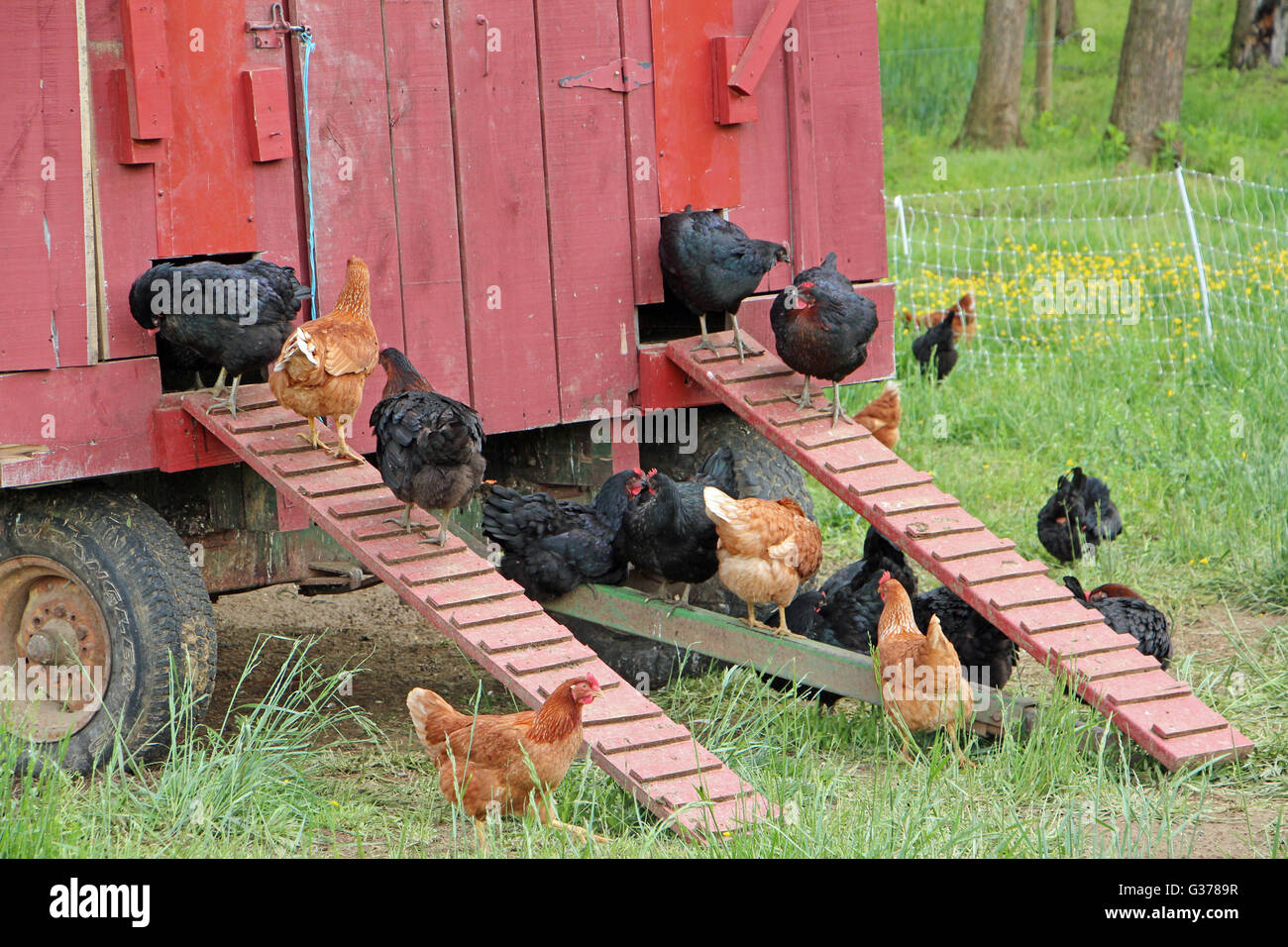 Chickens outside a coop Stock Photo - Alamy