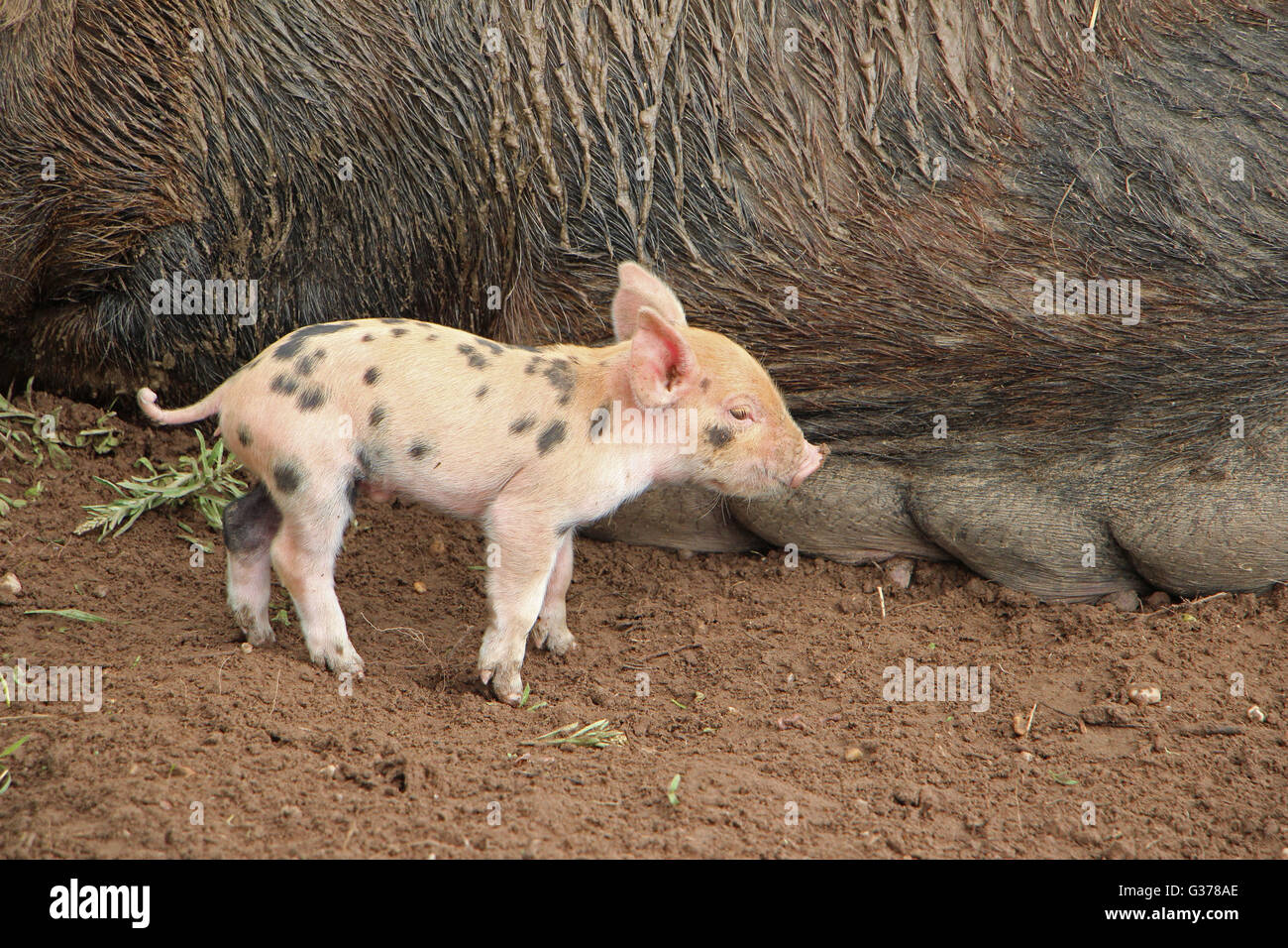 Cute baby piglet hi-res stock photography and images - Alamy