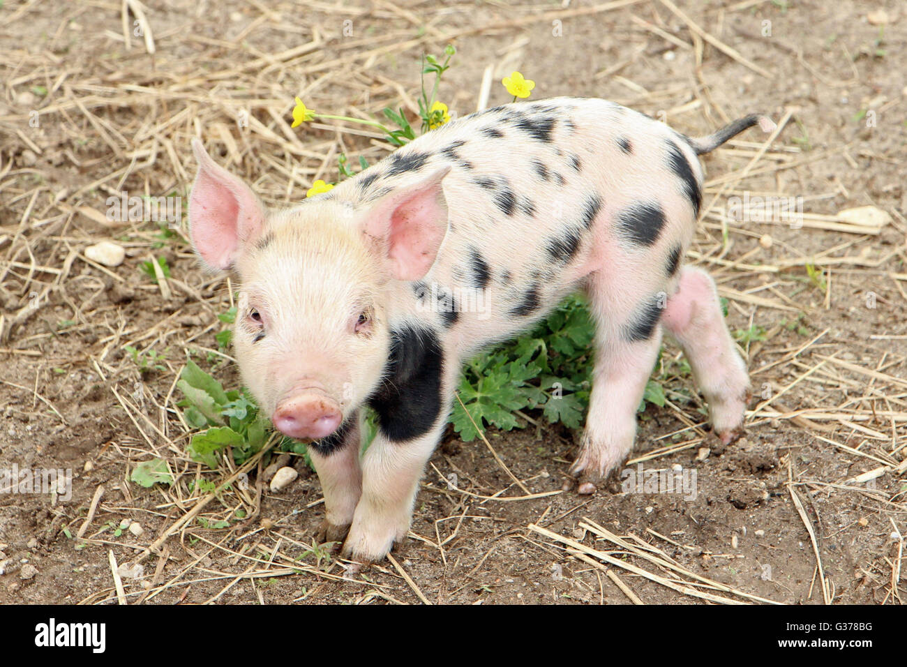 Cute baby piglet hi-res stock photography and images - Alamy