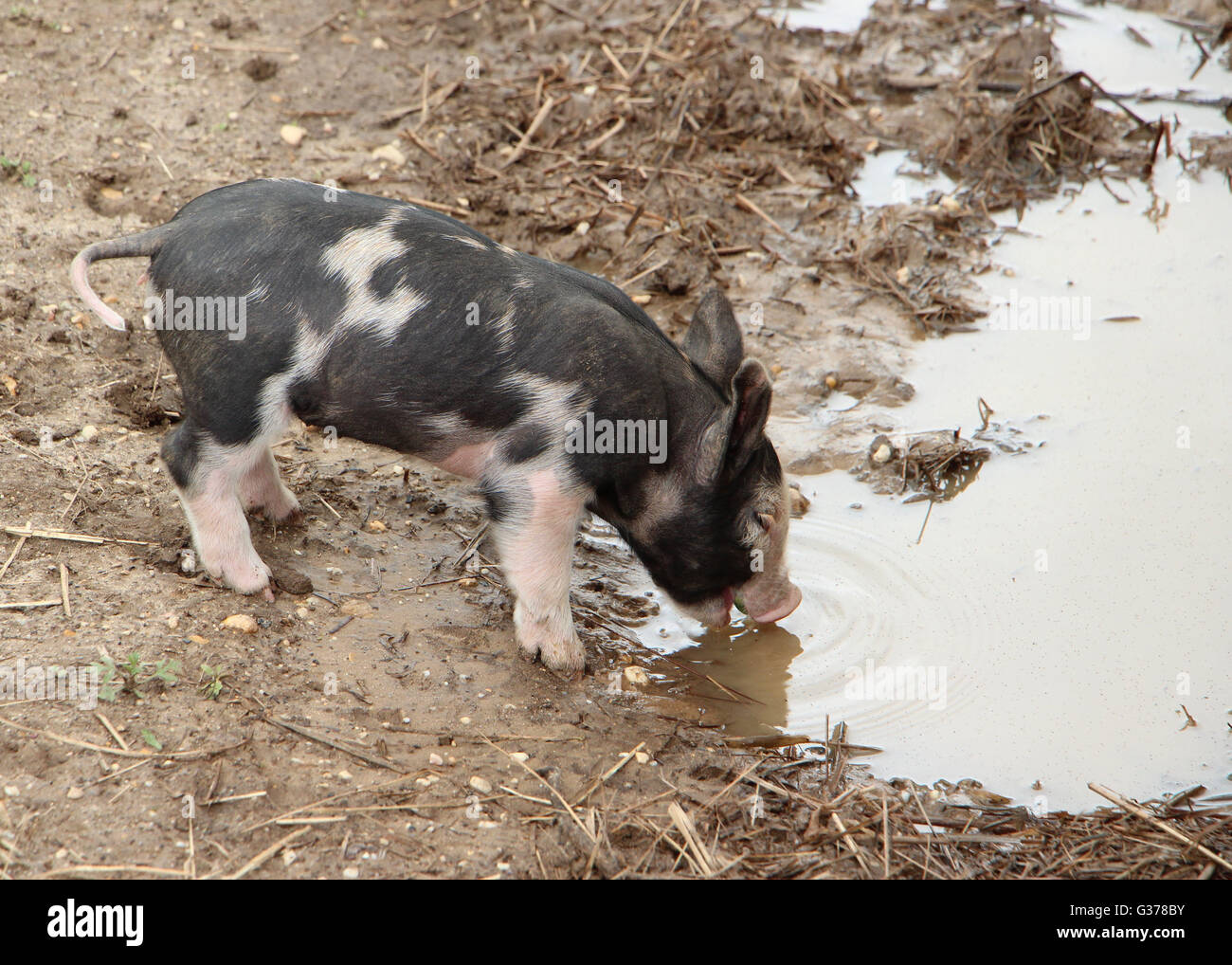 Piglet drinking from a puddle Stock Photo - Alamy