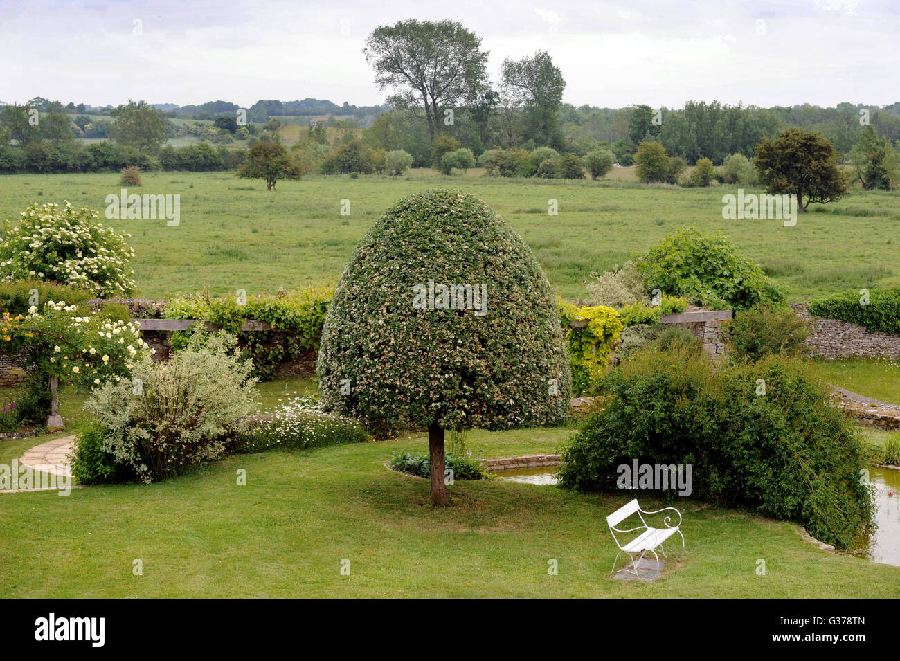 A Weeping Pear tree in an English country garden UK Stock Photo - Alamy