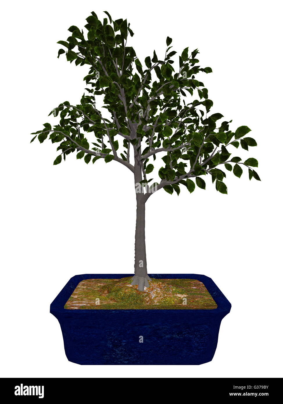 Fagus sylvatica bonsai beech tree hi-res stock photography and images ...