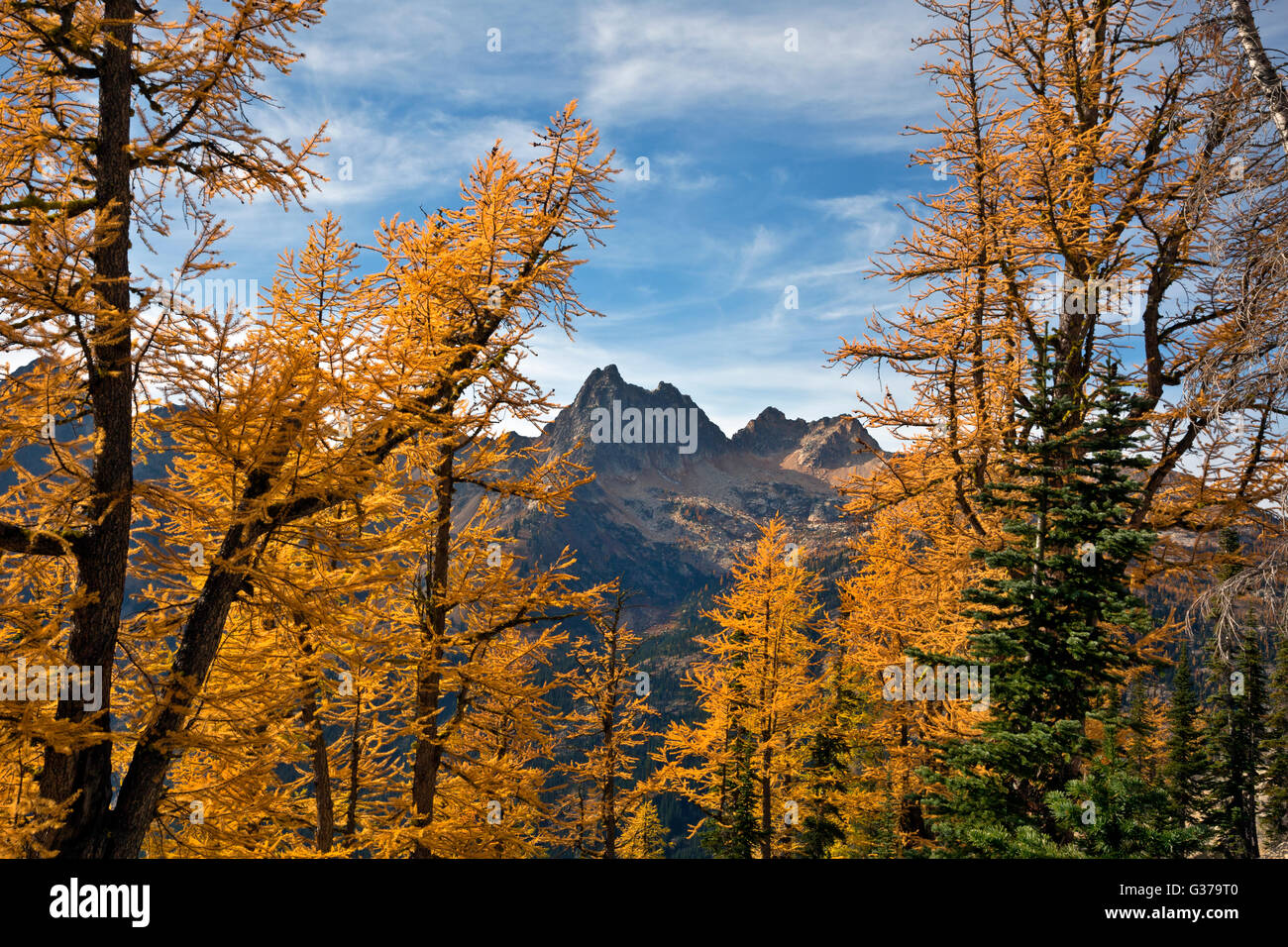 WA12723-00...WASHINGTON - Larch trees below Early Winter Spires in the ...