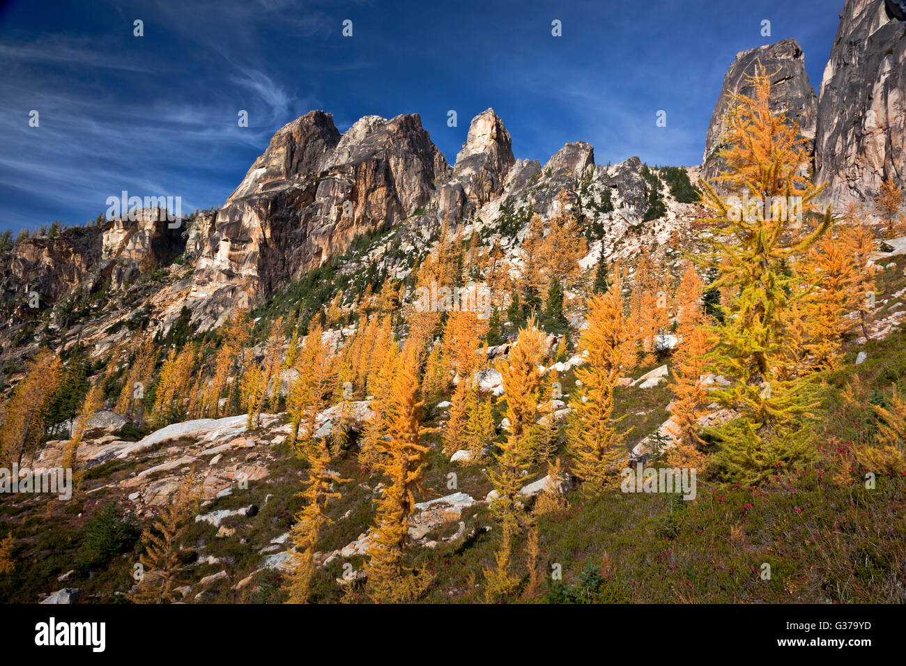 Larch trees in winter hi-res stock photography and images - Alamy