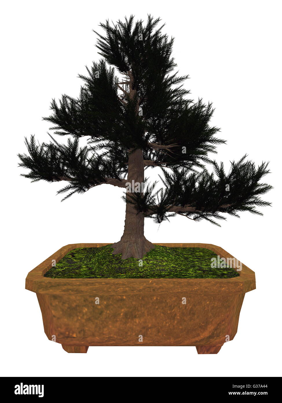 Japenese cedar, cryptomeria japonica, tree bonsai isolated in white ...