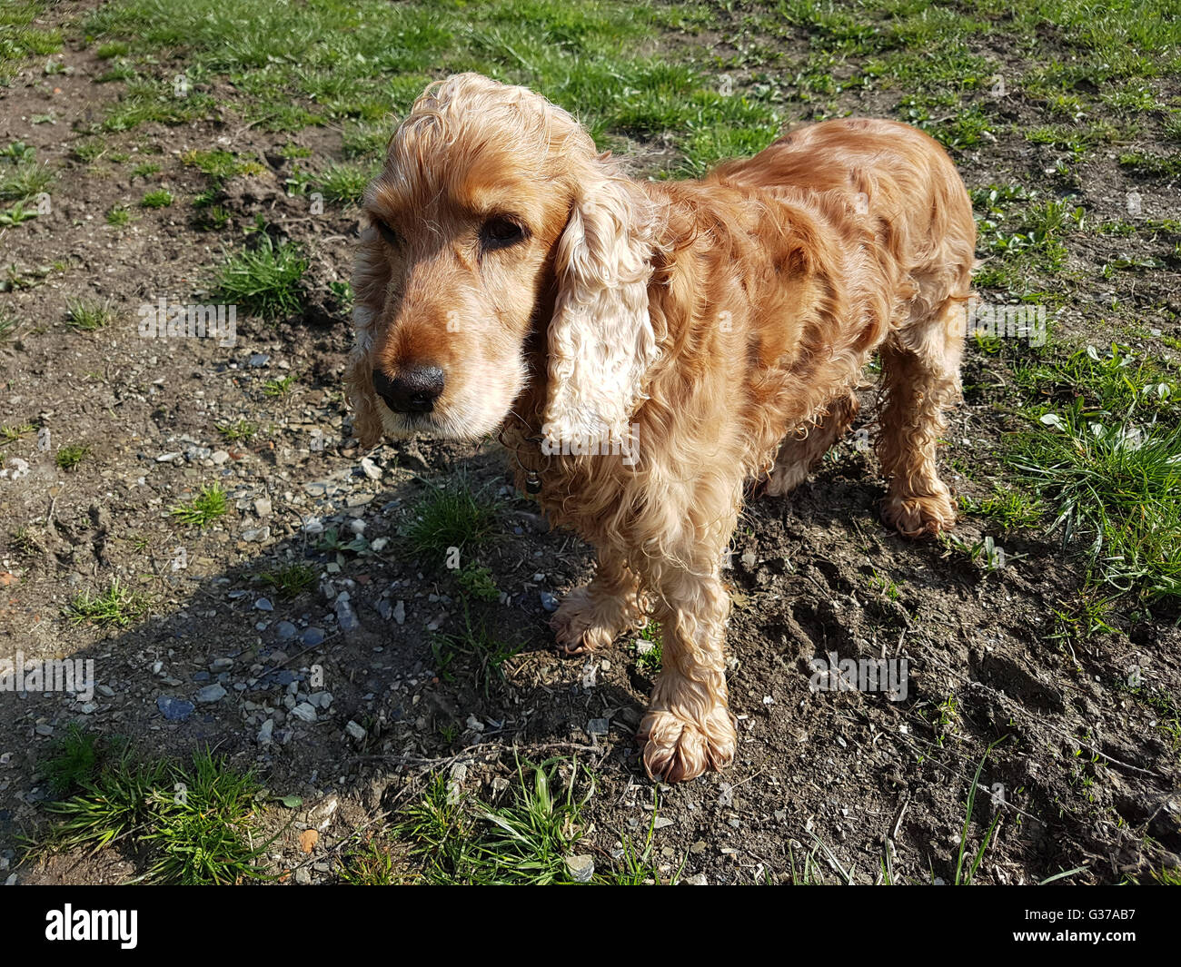 Cocker; Spaniel; Hund, Saeugetier Stock Photo - Alamy