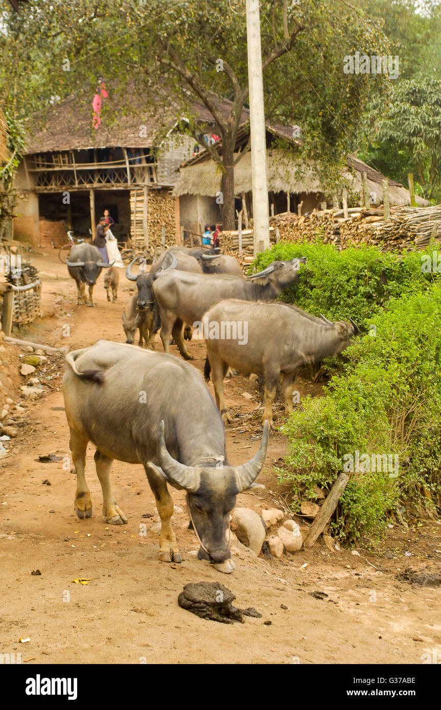 Asian, Myanmar, people of Kengtung in the house of bamboo and cow and ...