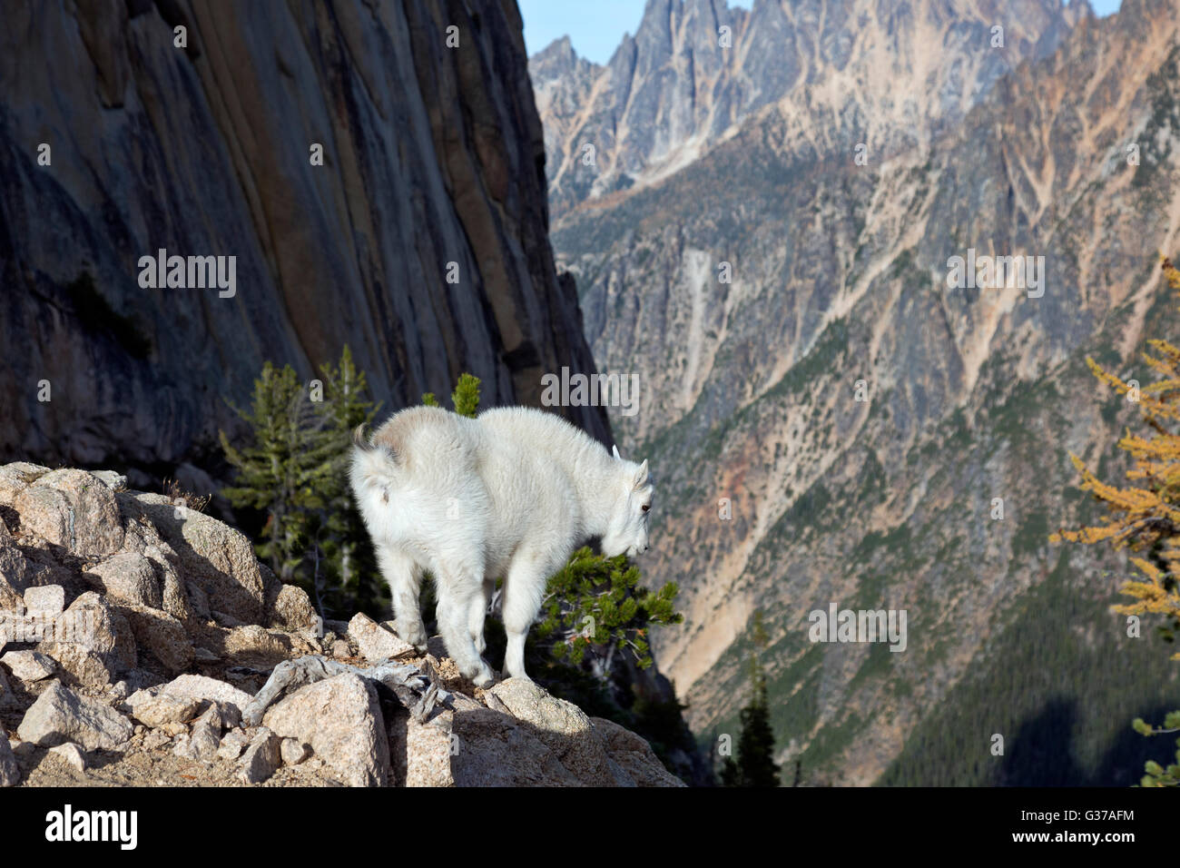 Mountain goat hi-res stock photography and images - Alamy