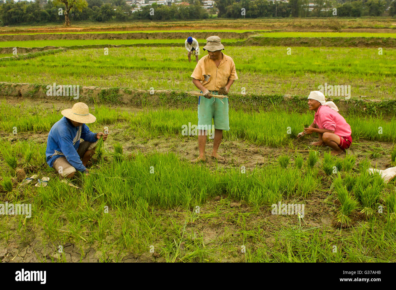 Asian men working in the rice paddy fields Kengtung, Shan State ...
