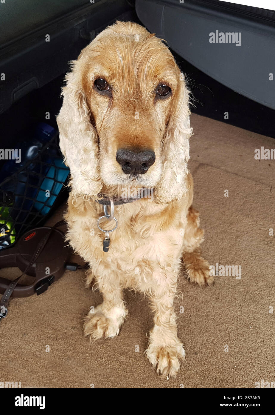 Cocker spaniel hund hunde hi-res stock photography and images - Alamy