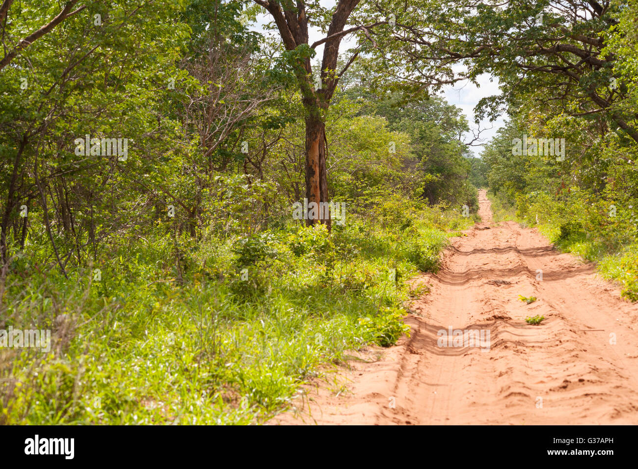 4x4 dirt track forest driving hi-res stock photography and images - Alamy