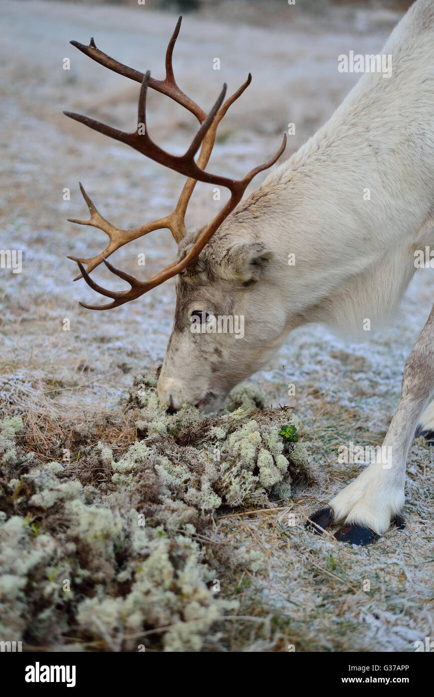 White reindeer eating moss in Lapland Stock Photo - Alamy