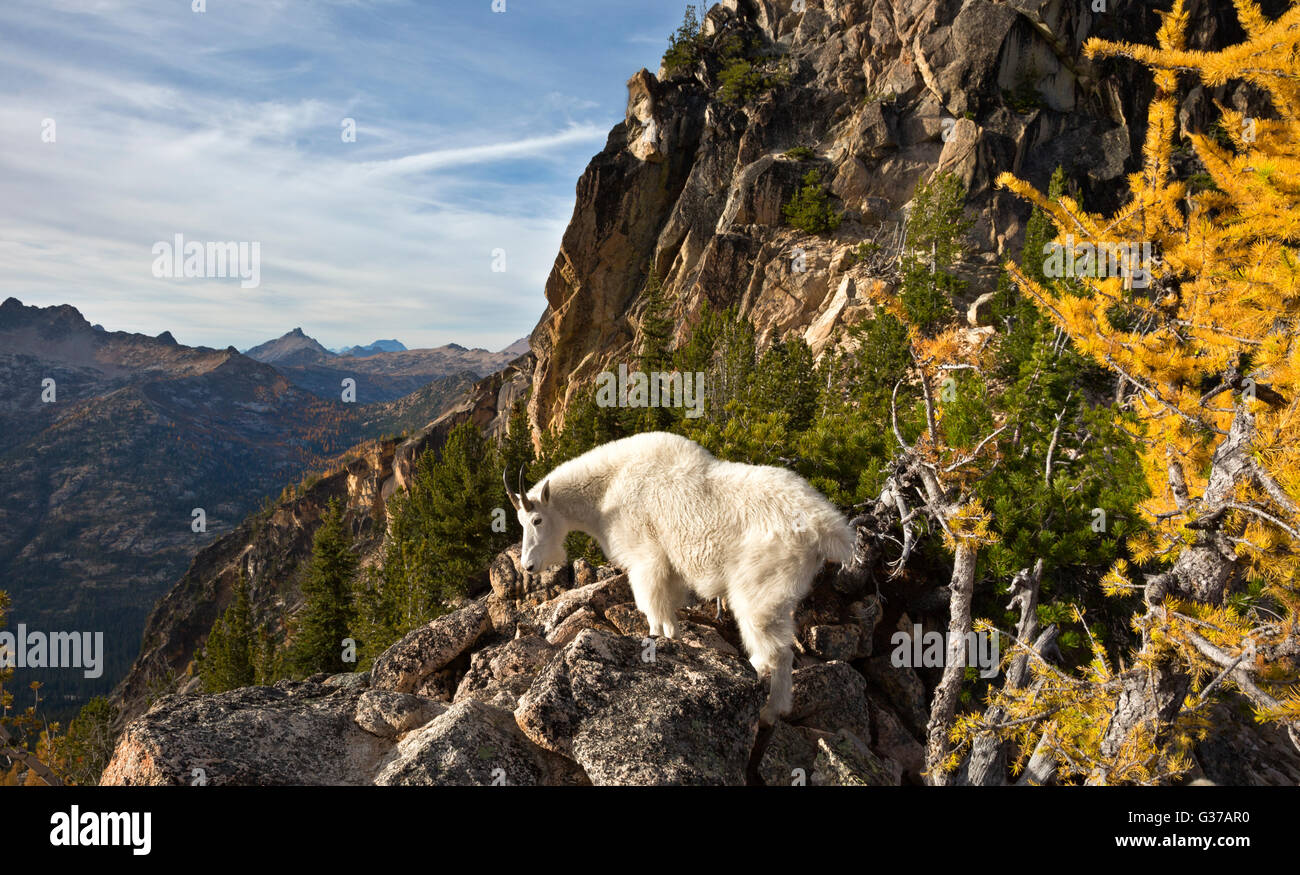 Mountain goat hi-res stock photography and images - Alamy