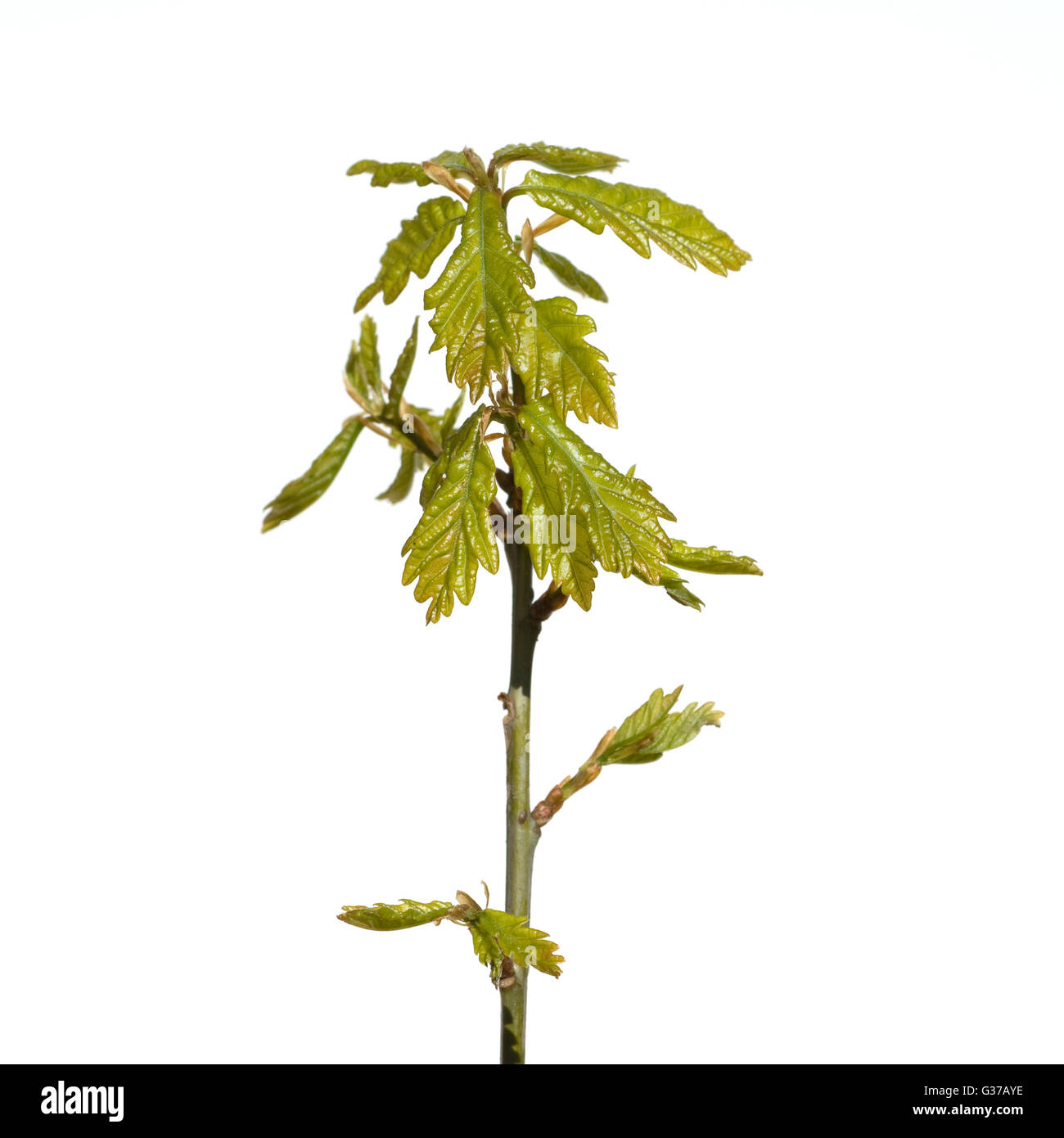 Eichenblatt High Resolution Stock Photography and Images - Alamy