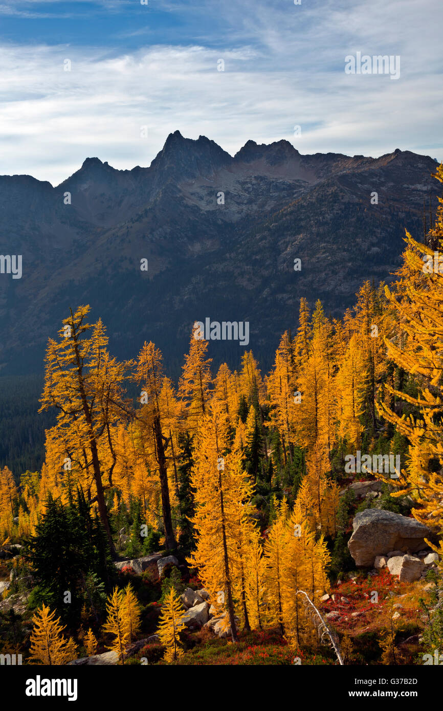 Larch in fall color below hi-res stock photography and images - Alamy