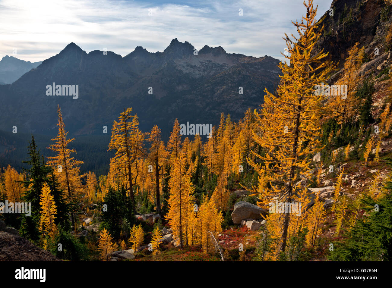 WASHINGTON - Larch trees in autumn colors below the Early Winter Spires ...