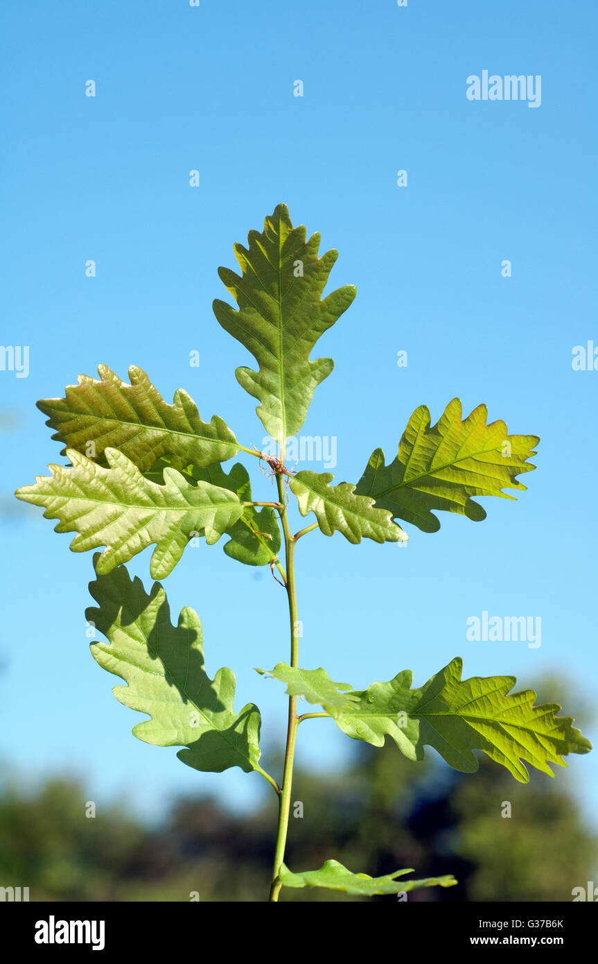 Eichenblatt hi-res stock photography and images - Alamy