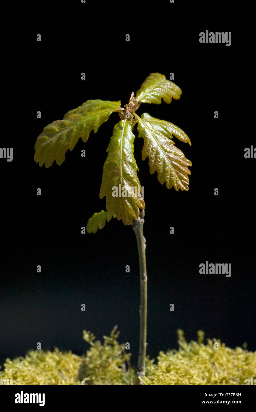 Eichenblatt hi-res stock photography and images - Alamy