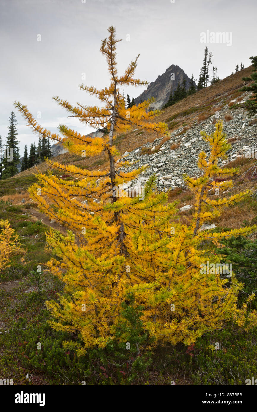 WA12743-00...WASHINGTON - Larch tree in full fall color at Easy Pass in ...