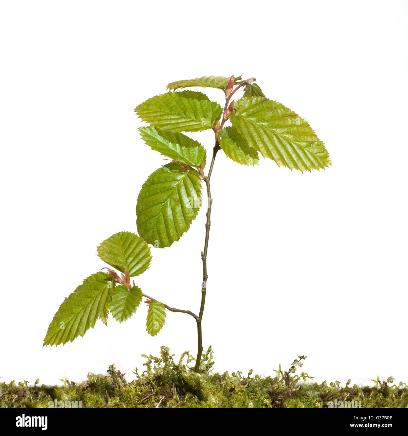 Hainbuchensproessling, Hainbuche, Carpinus; betulus; Weissbuche Stock ...