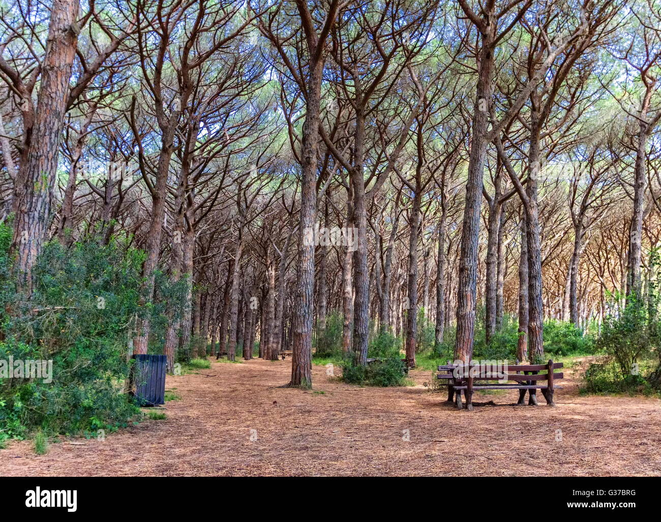 Pinewood forest hi-res stock photography and images - Alamy