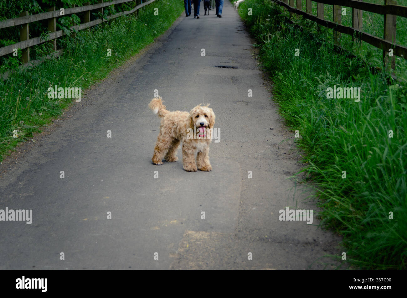 Dog outdoors in countryside Stock Photo - Alamy