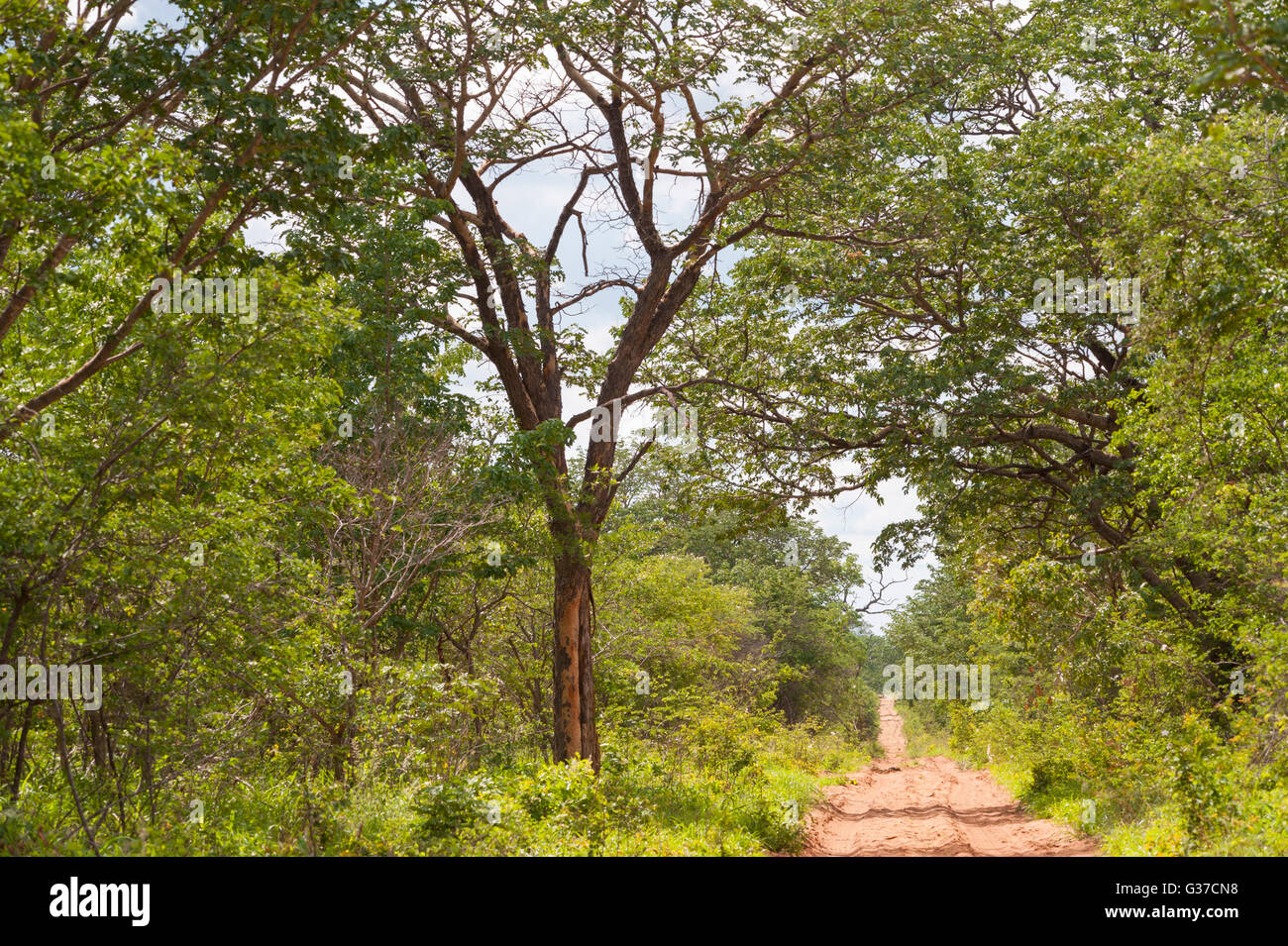 4x4 dirt track forest driving hi-res stock photography and images - Alamy